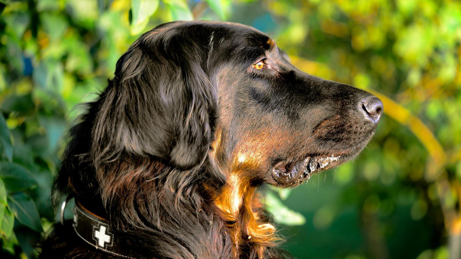 Willows Veterinary Services Limited | Vets in Solihull, West Midlands ...
